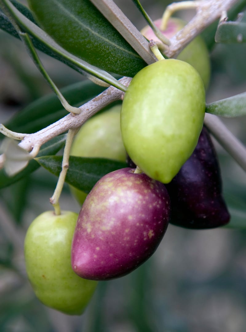 Variedades de aceituna para obtener los mejores AOVE