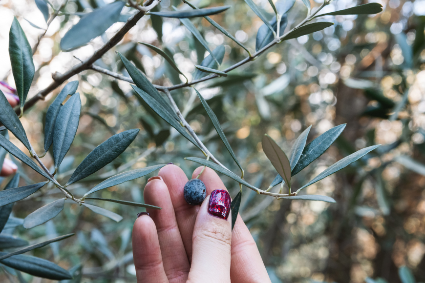 OliveAtlas: Base de datos del genoma del olivo