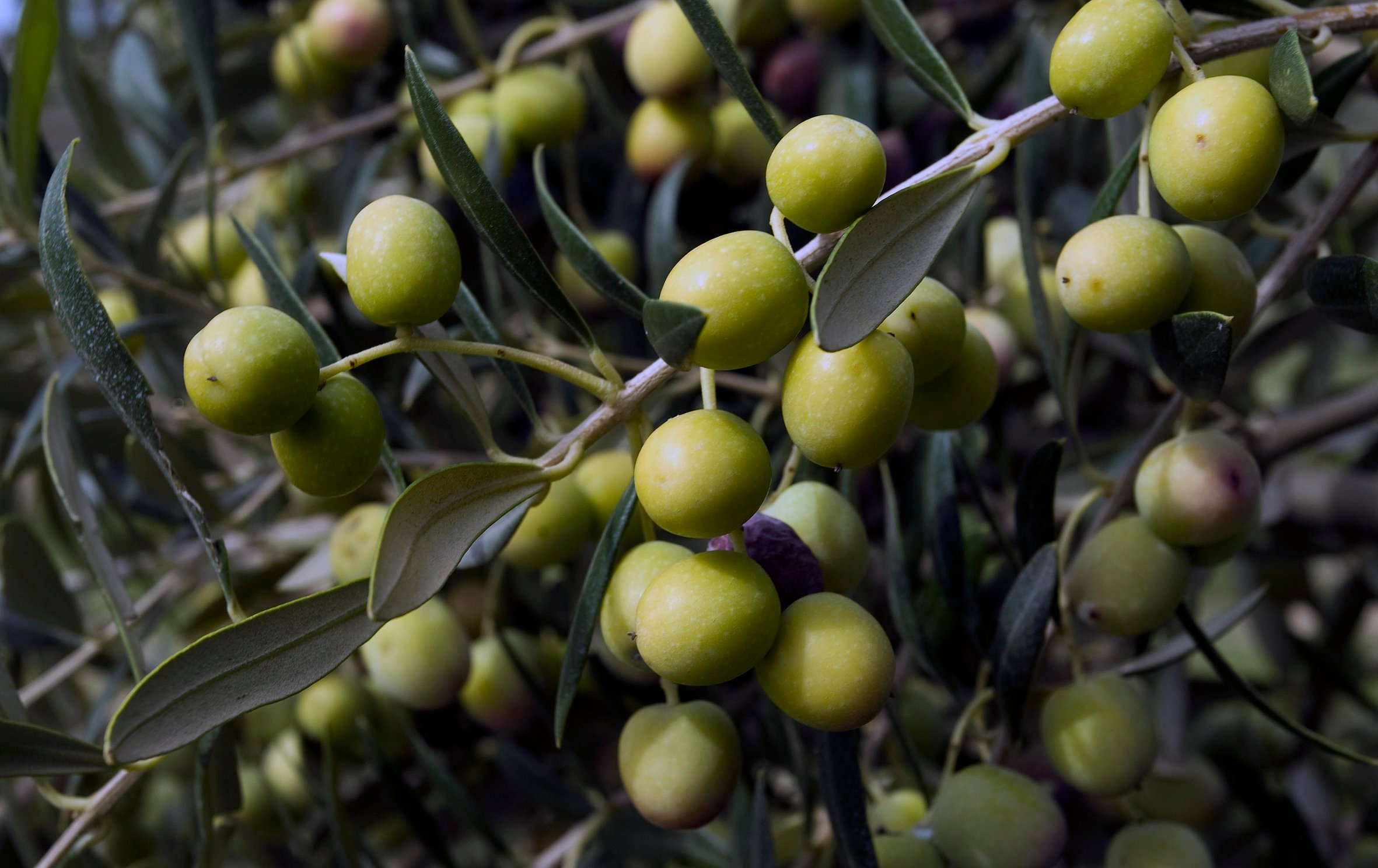 Variedades de aceituna para obtener los mejores AOVE