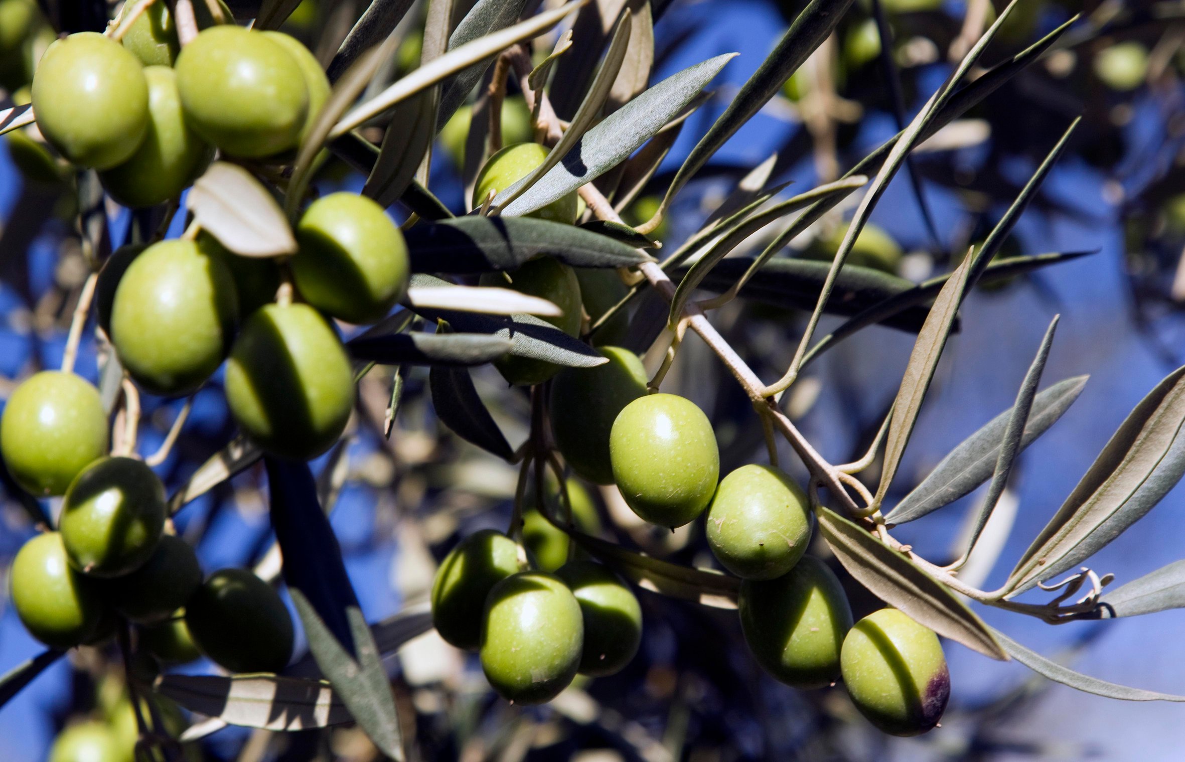 Variedades de aceituna para obtener los mejores AOVE