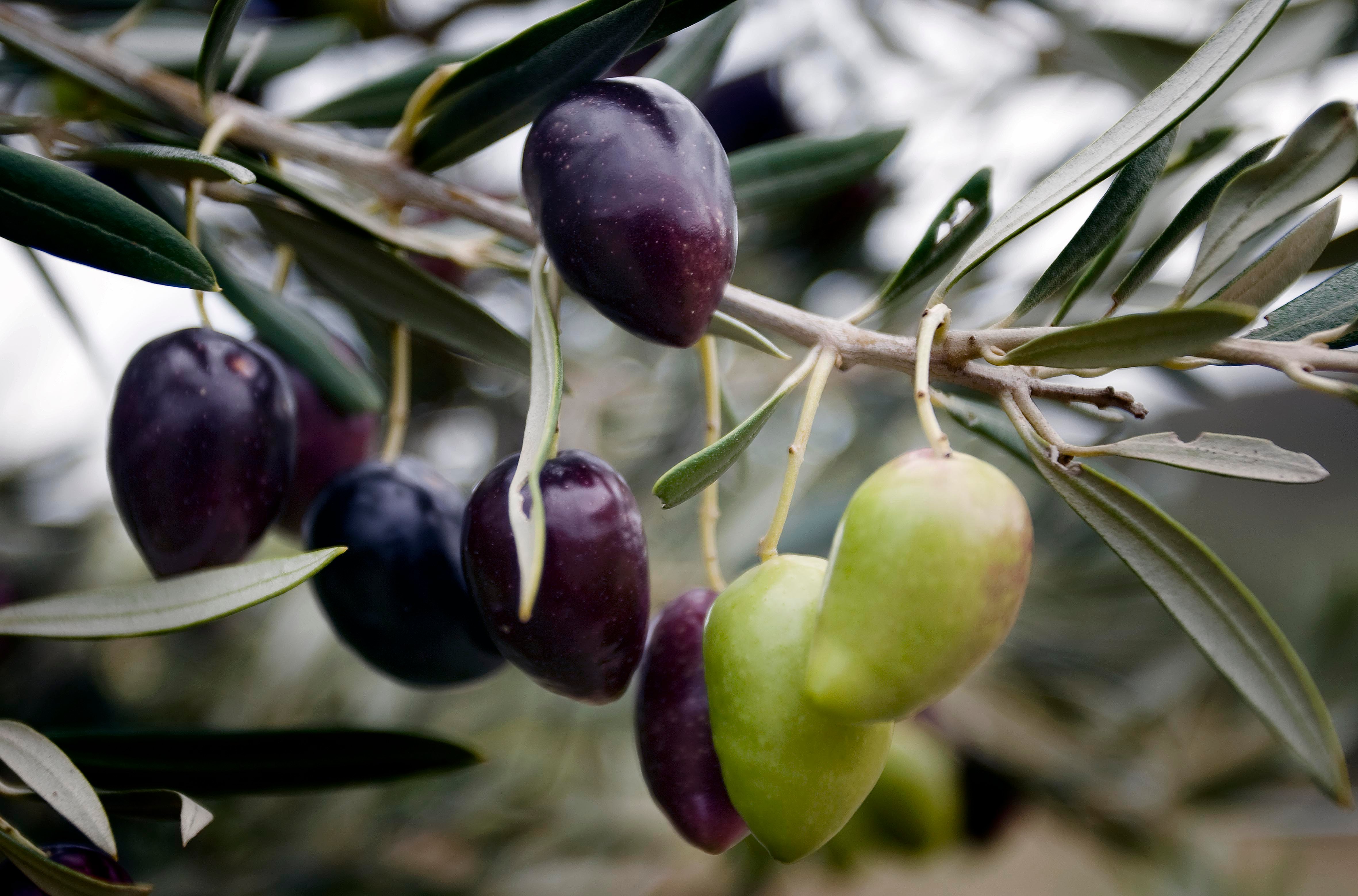 Variedades de aceituna para obtener los mejores AOVE