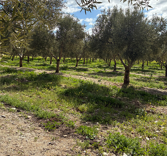 El olivar de regadío crea más trabajo que el secano